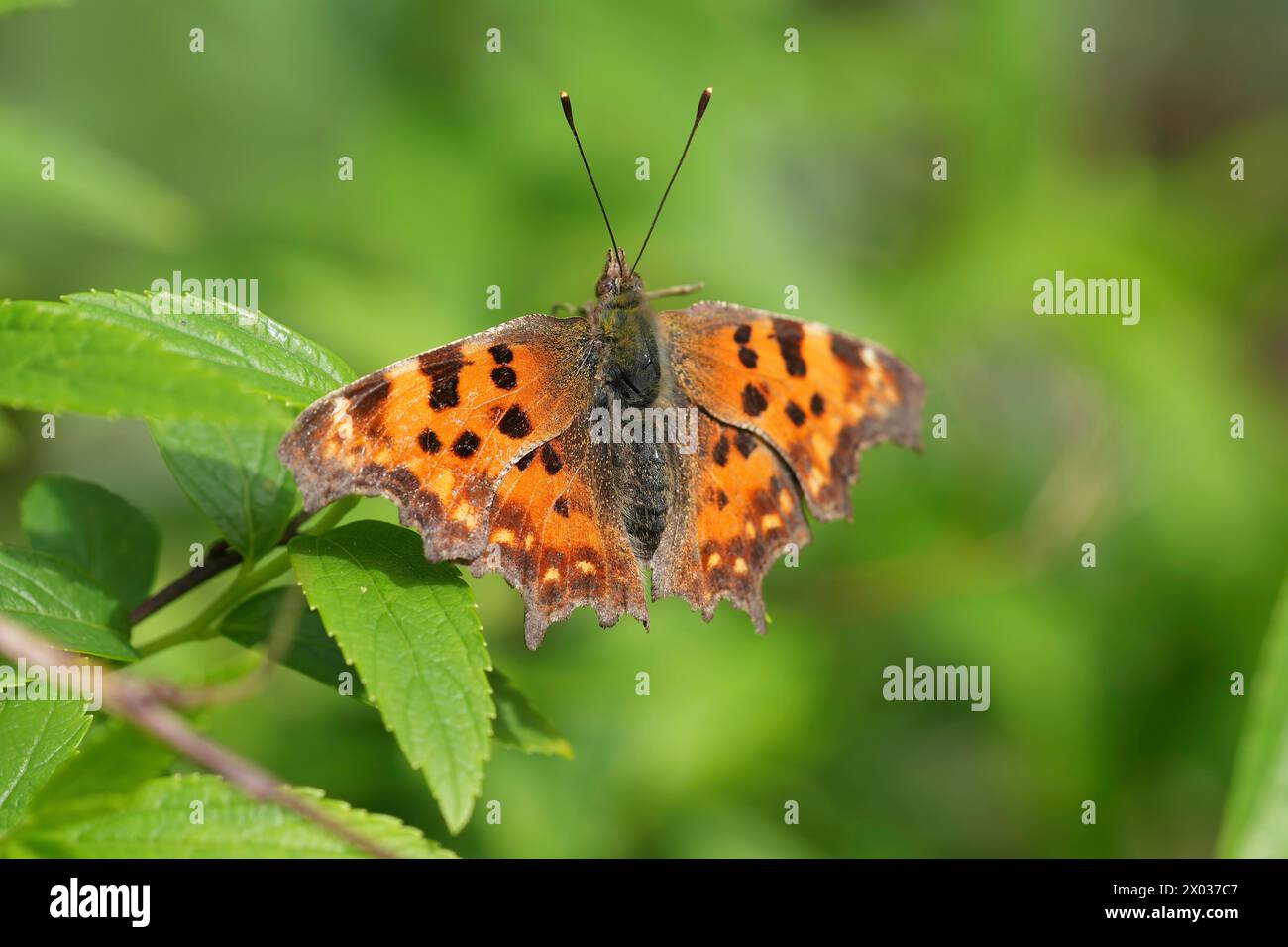 Natural closeup on a colorful Orange Comma butterfly, Polygonia c-album ...