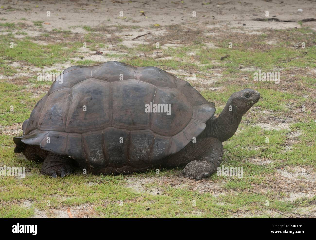 Giant Aldabra tortoise (Aldabrachelys gigantea), Aldabra, Seychelles ...