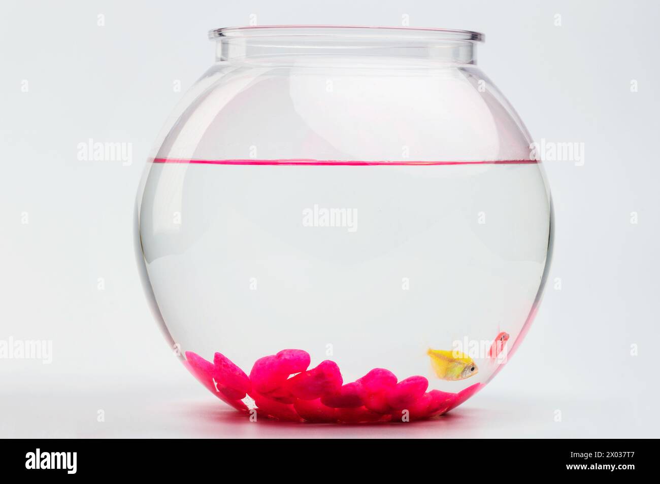 Aquarium bowl with two fishes and pink rocks isolated on white studio ...