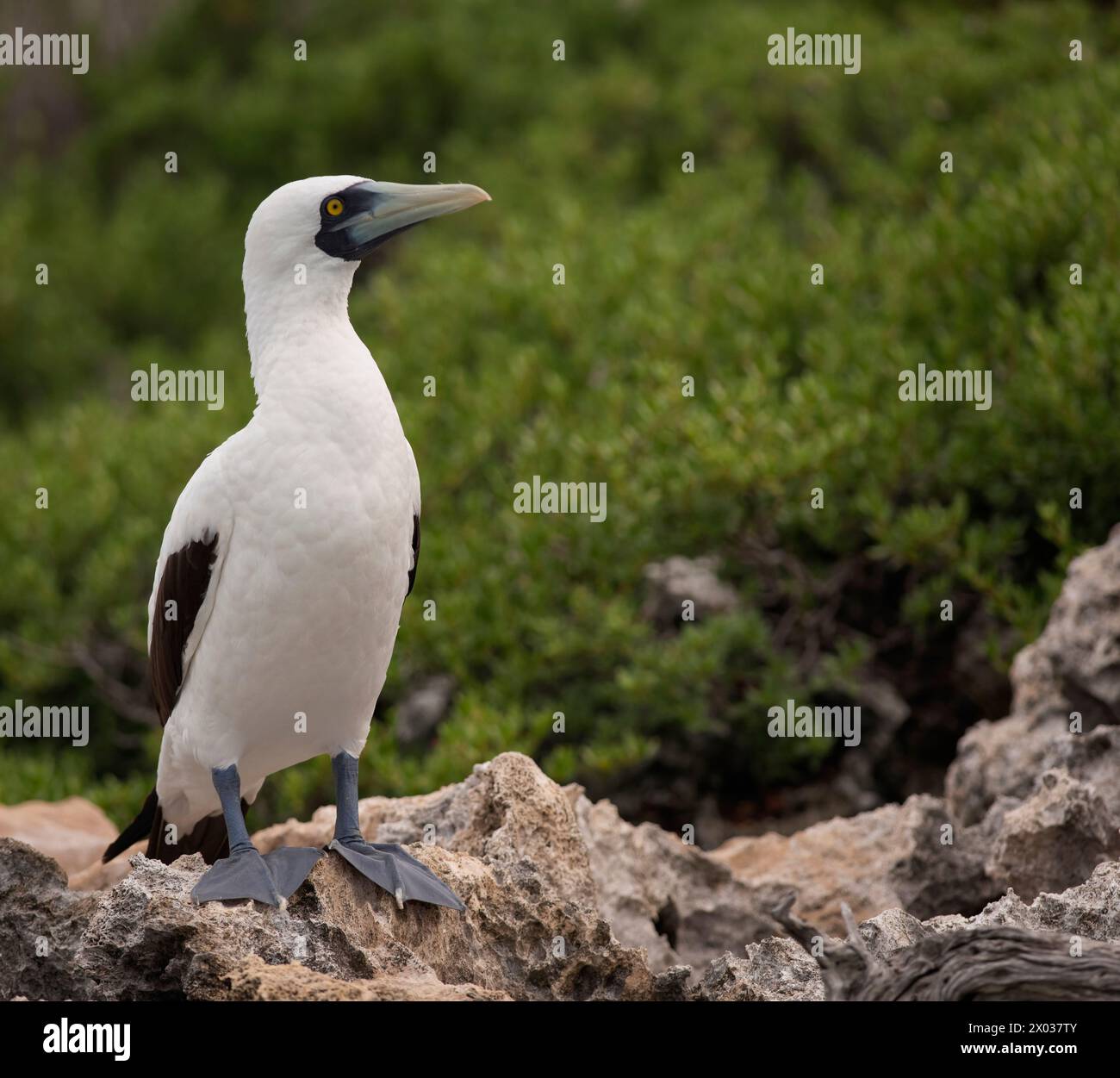 Masked Booby (Sula dactylatra), Ile Sud Ouest, Cosmoledo Atoll ...