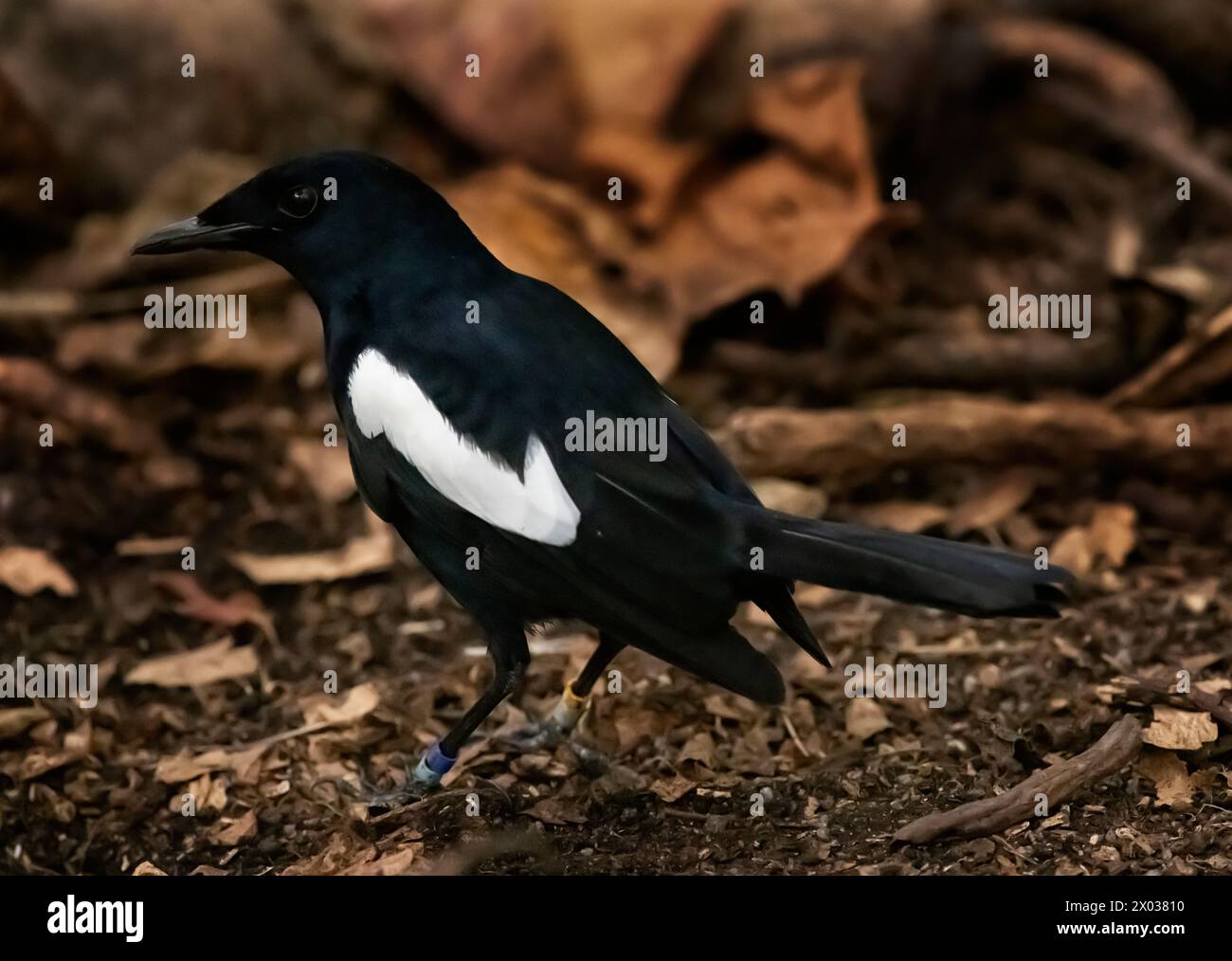 Indian robin flight hi-res stock photography and images - Alamy