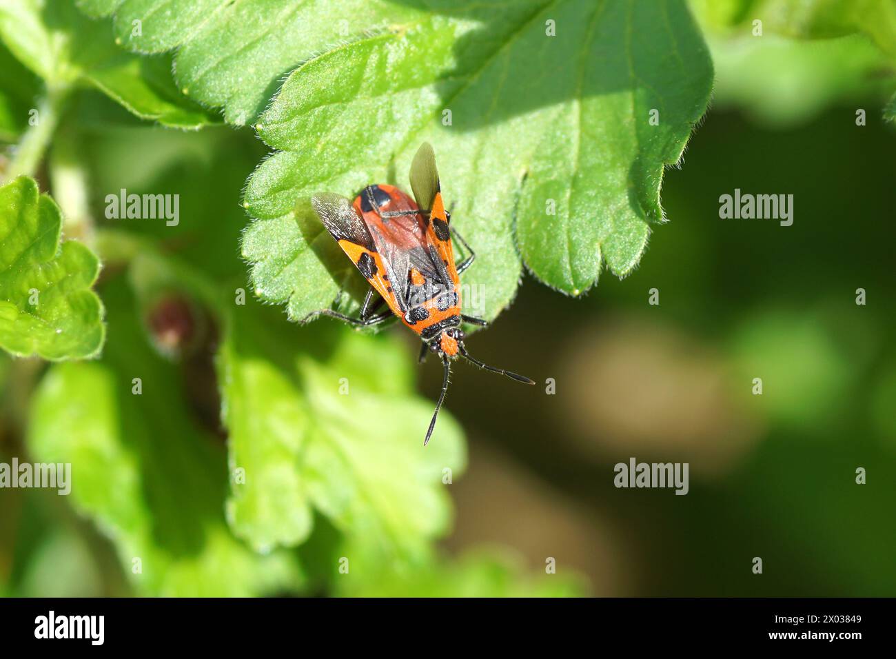 Close up Cinnamon Bug, Corizus hyoscyami on a gooseberry shrub, Ribes ...