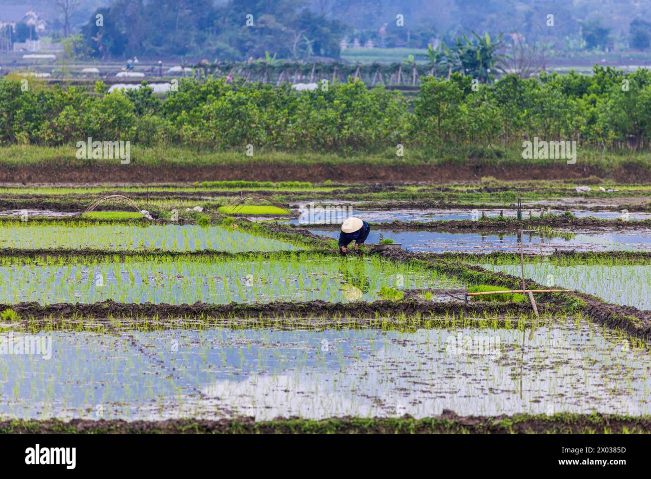 Flooded rice field sowing hi-res stock photography and images - Alamy