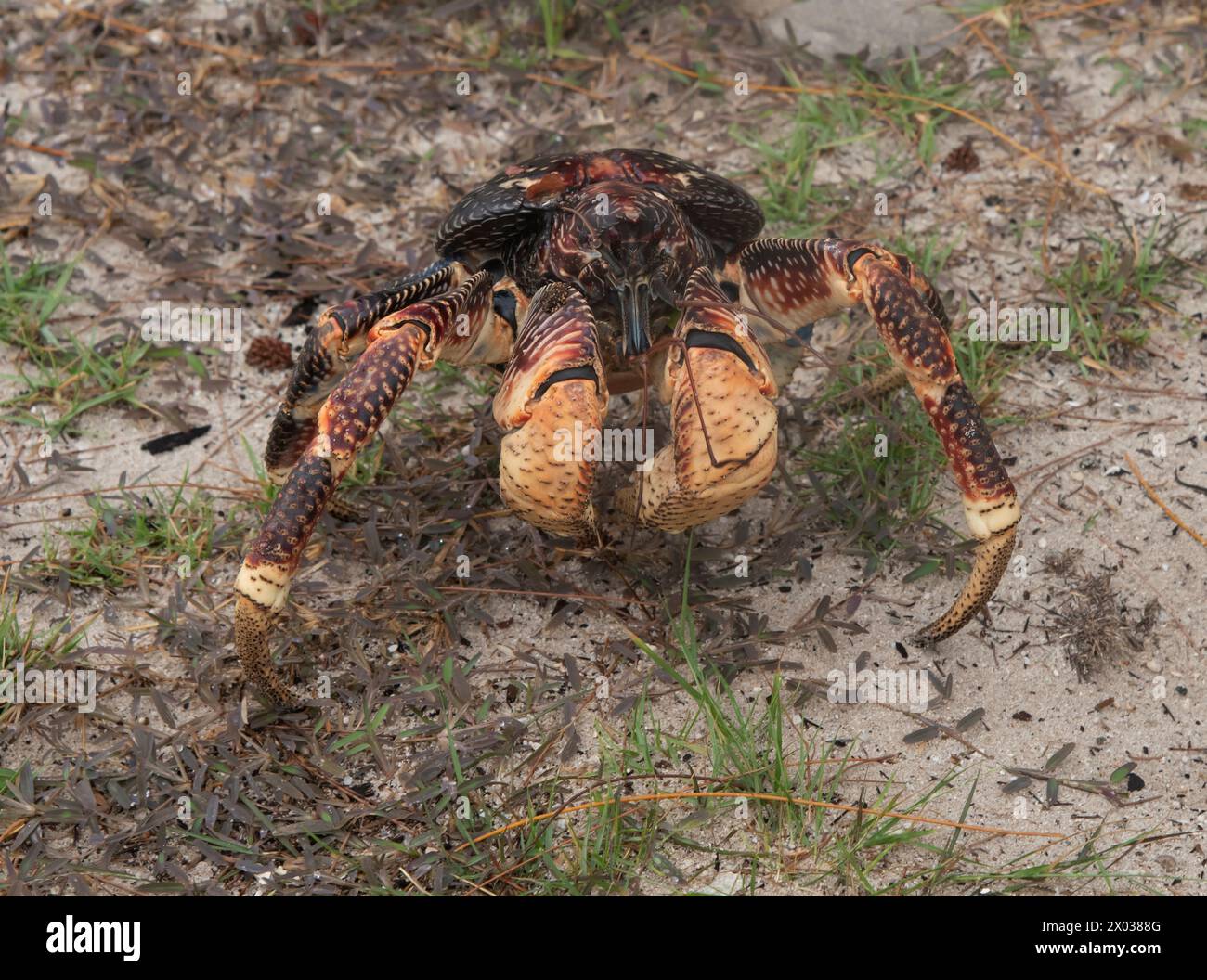 Giant Coconut Crab, Aldabra, Seychelles, Indian Ocean Stock Photo - Alamy