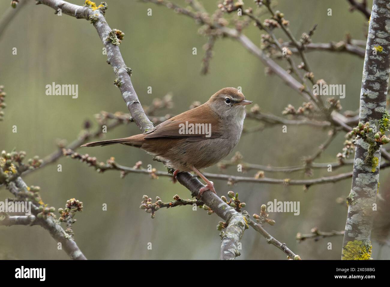 Cetti's Warbler (Cettia cetti) Dorset April 2024 Stock Photo - Alamy