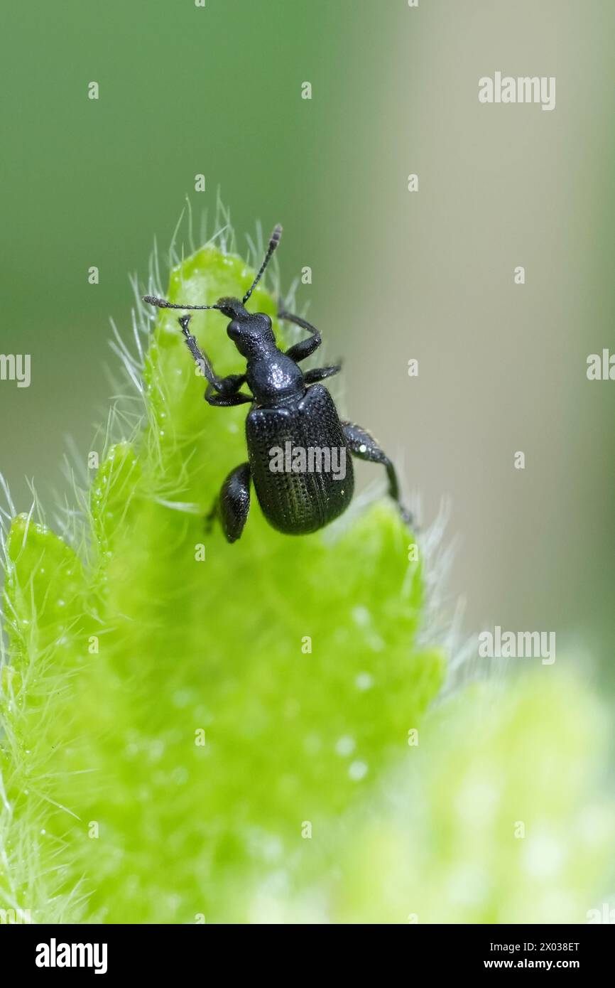 Birch leaf roller beetle hi-res stock photography and images - Alamy