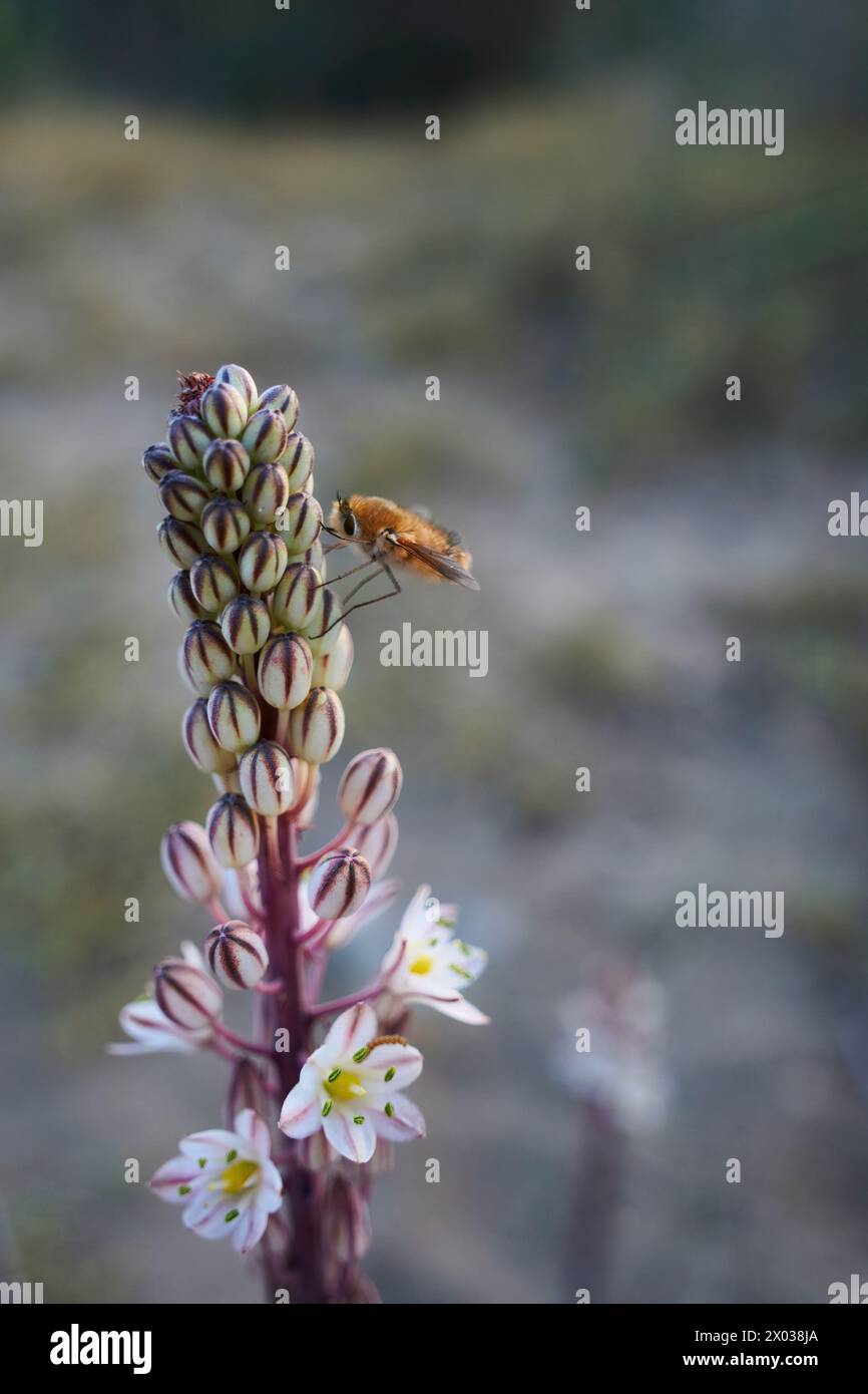 Bee natural naturaleza hi-res stock photography and images - Alamy