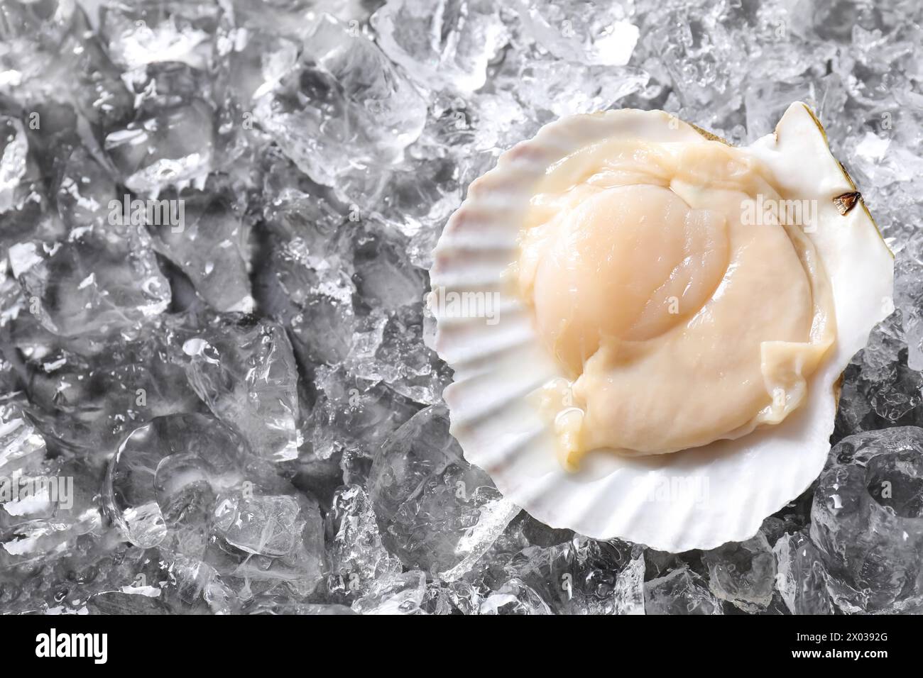 Fresh raw scallop in shell on ice cubes, top view. Space for text Stock ...