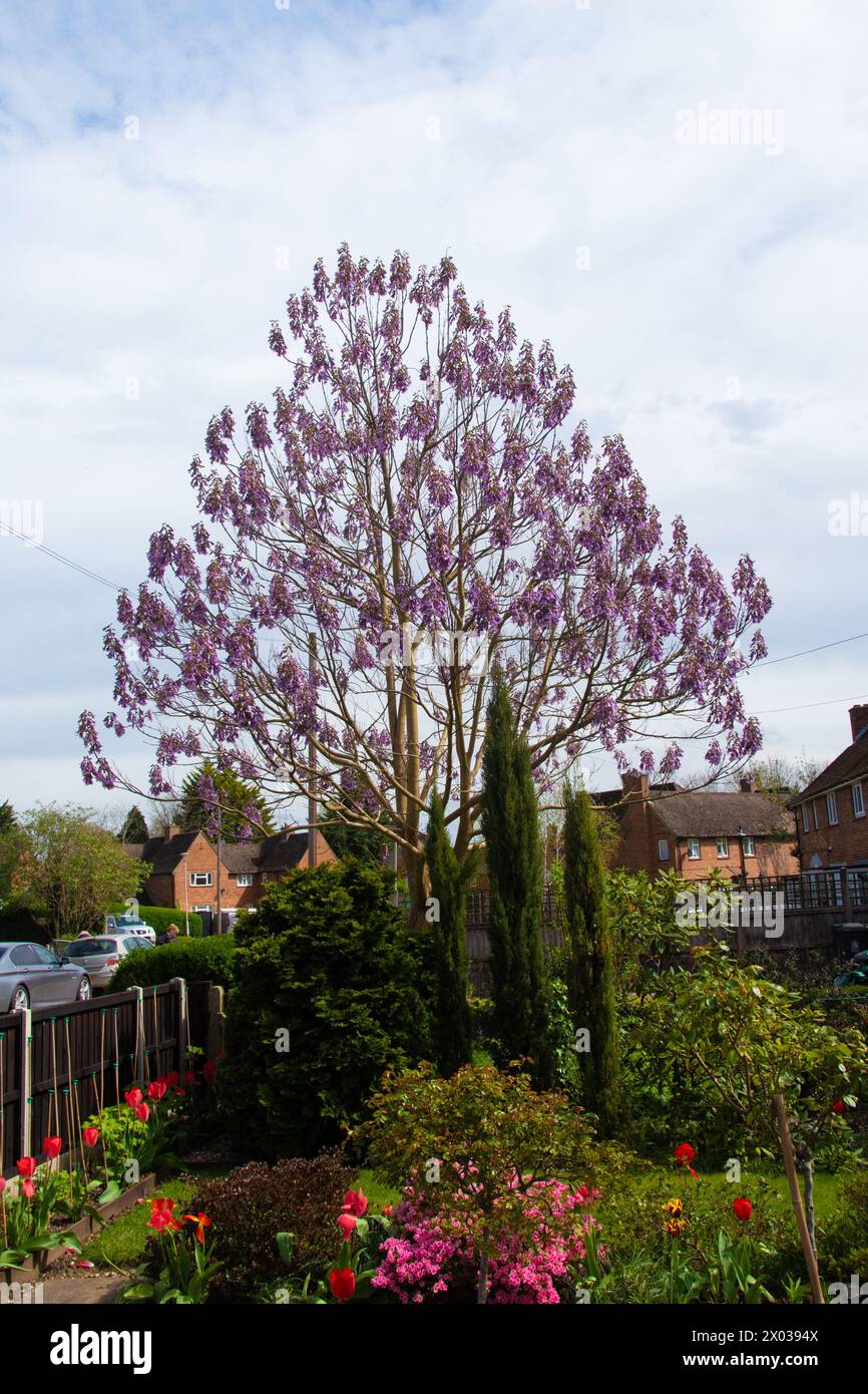 Paulownia tomentosa, foxglove tree, princess tree, Empress tree Stock ...