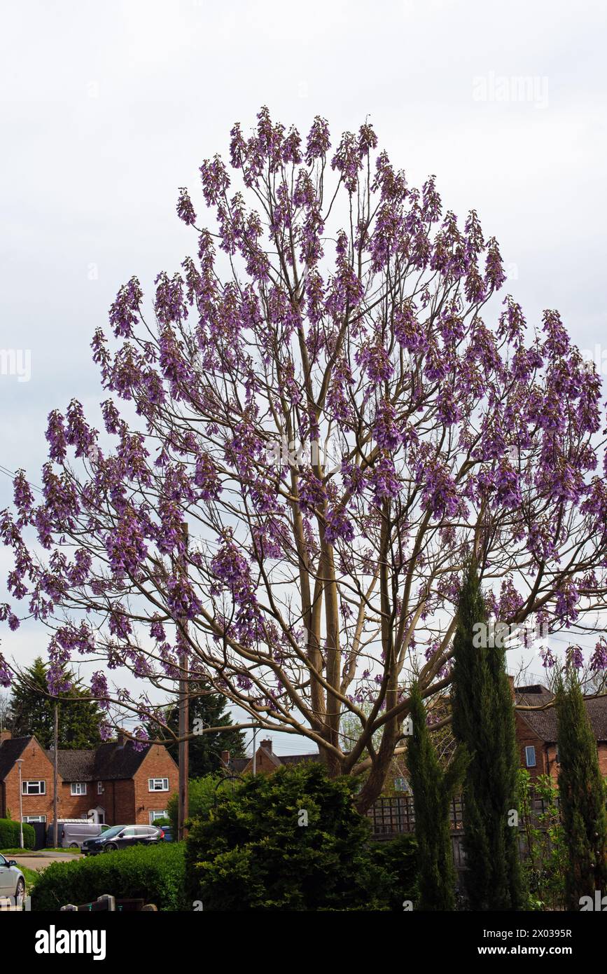 Paulownia tomentosa, foxglove tree, princess tree, Empress tree Stock ...