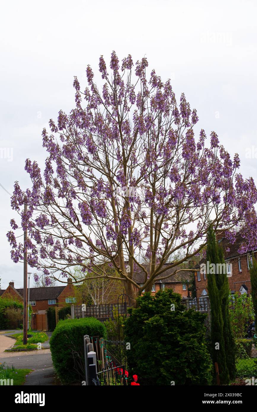 Paulownia tomentosa, foxglove tree, princess tree, Empress tree Stock ...