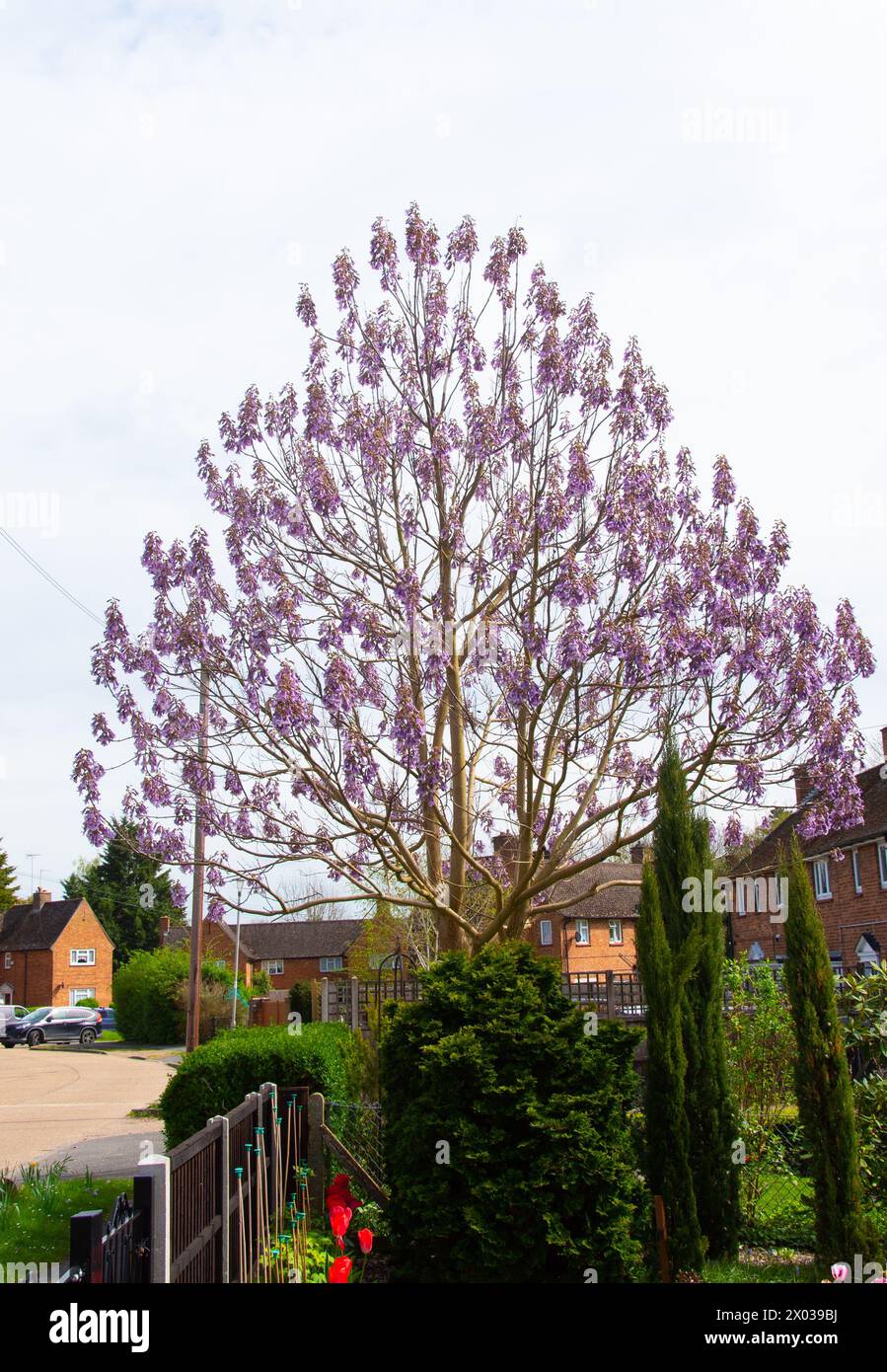 Paulownia tomentosa, foxglove tree, princess tree, Empress tree Stock ...