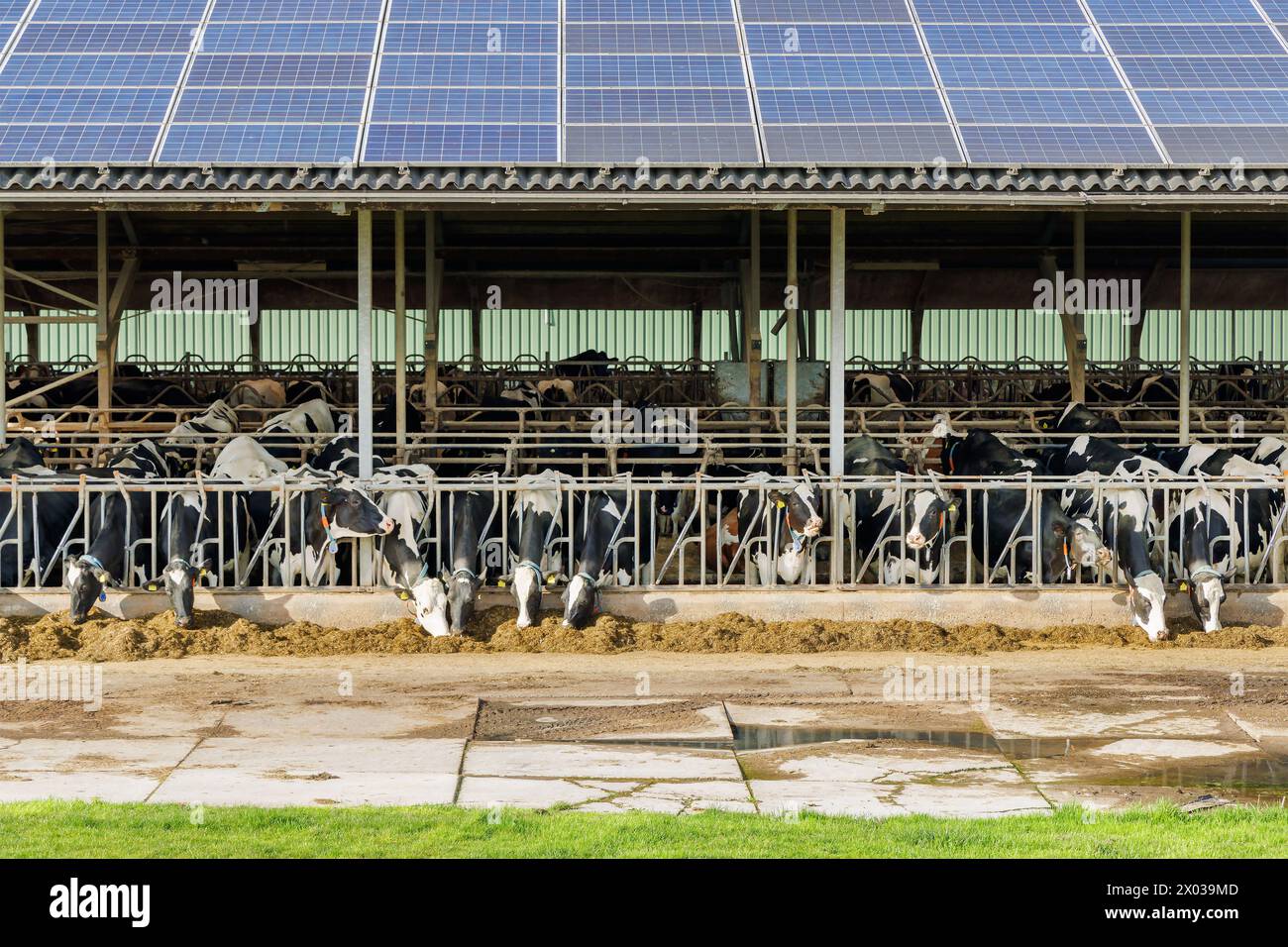Dutch farm stable with dairy cows and a roof with solar panels Stock ...