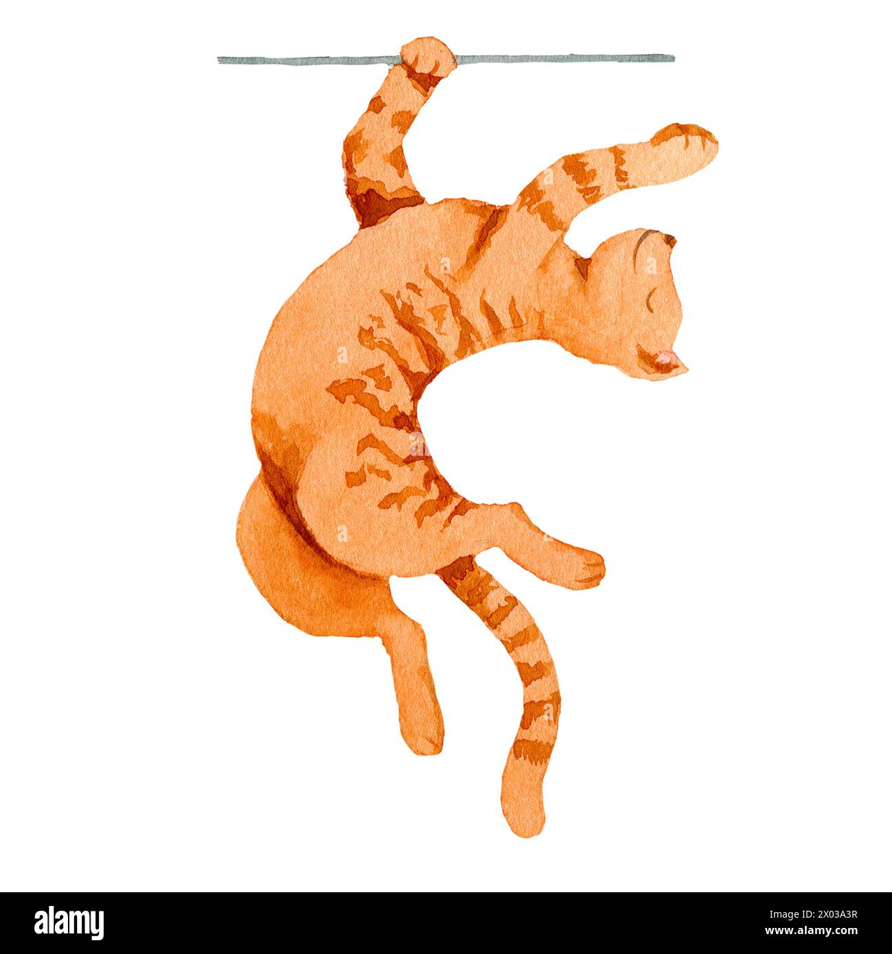 Circus cat hanging on a rope, hand drawn watercolor illustration ...