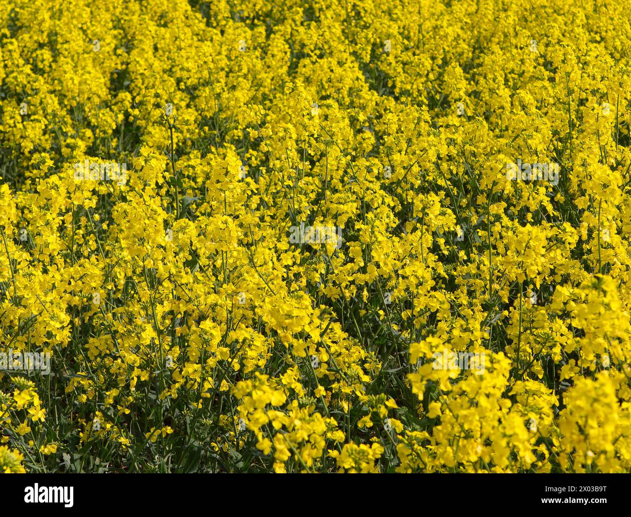 Canola flowers in Faringdon, Oxfordshire, England from above grown to ...