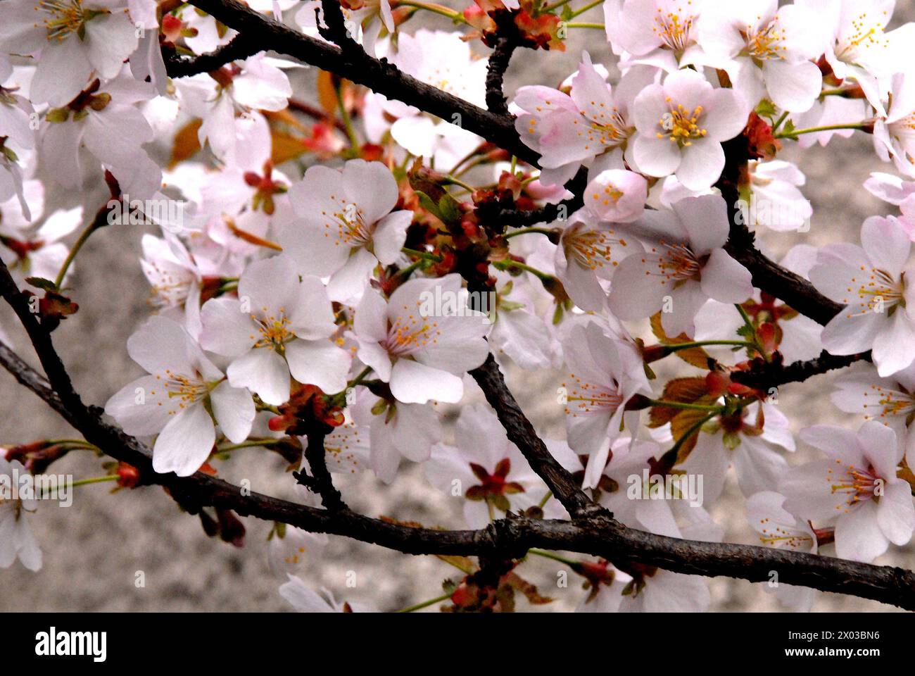 Copenhagen/ Denmark/09 April 2024 /Springs blooms in danish capital ...