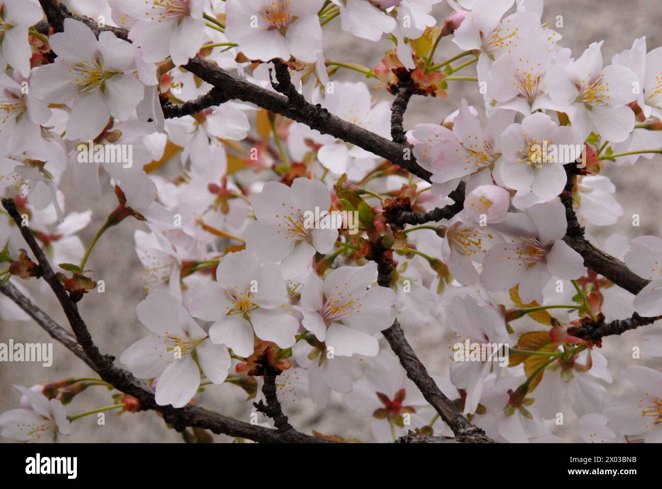 Copenhagen/ Denmark/09 April 2024 /Springs blooms in danish capital ...