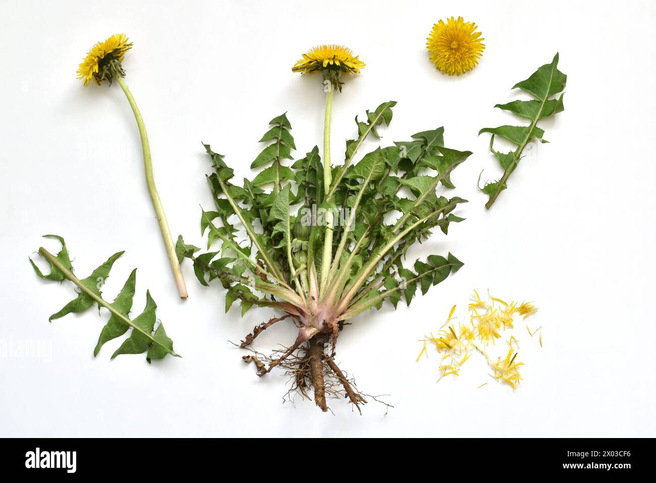 The picture shows a yellow dandelion flower. Its leaves, root system ...