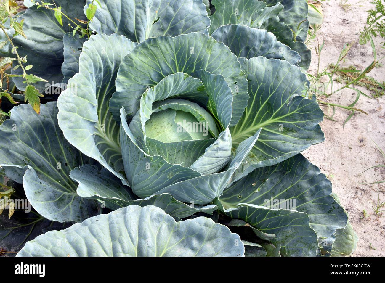 The picture shows cabbage growing in the garden, top view Stock Photo ...