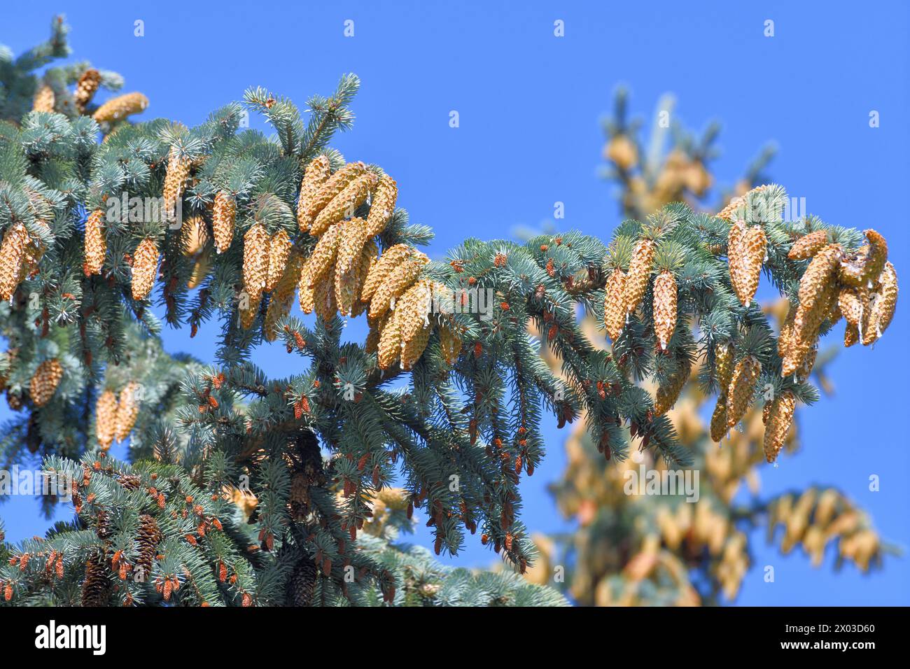 Lot spruce cones hi-res stock photography and images - Alamy