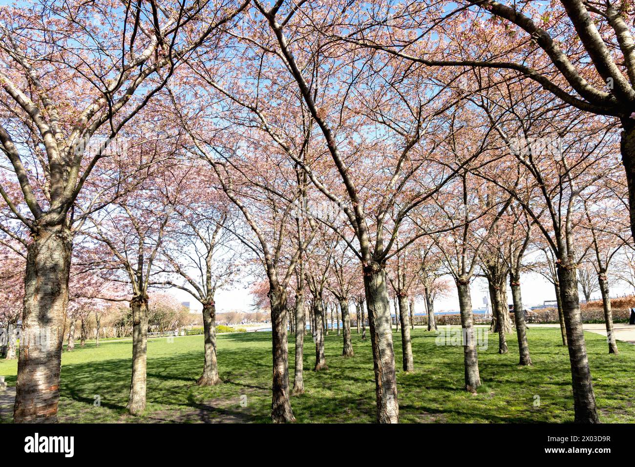 Cherry Blossom in Langelinie park on a beautiful spring day. Sakura ...