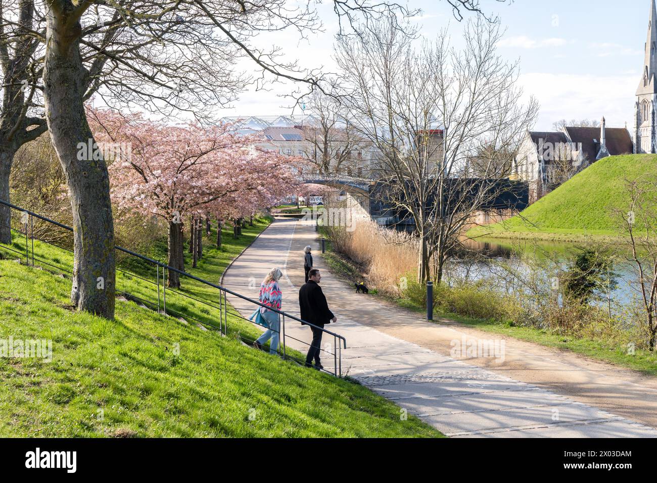 Cherry Blossom in Langelinie park on a beautiful spring day. Sakura ...