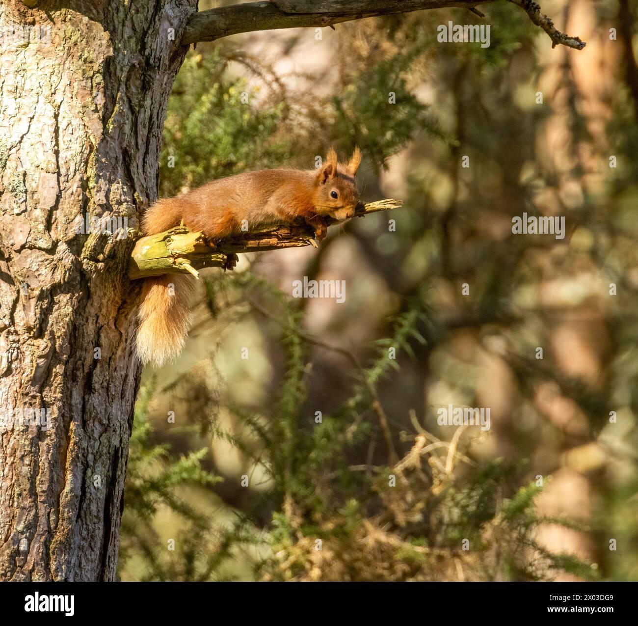 Tired little scottish red squirrel resting on the branch of a tree ...