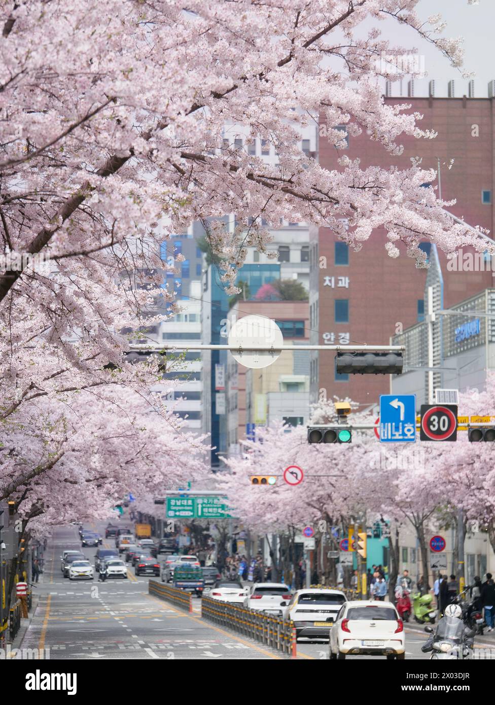 Cherry blossom tree along the street, Gangnam, South Korea Stock Photo ...