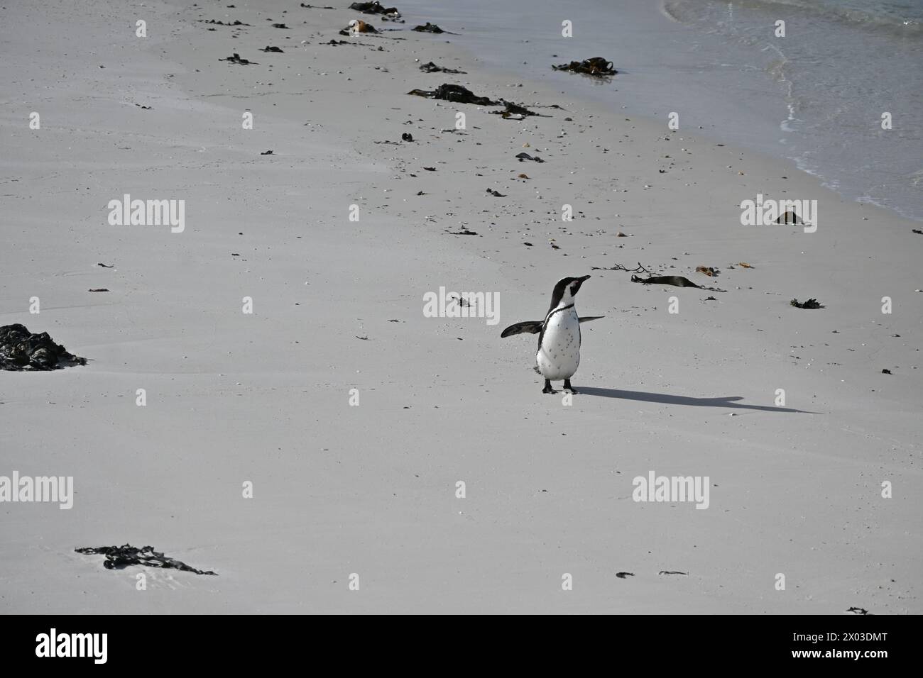 Closeup of an african penguin, also known as Cape penguin on Boulders ...