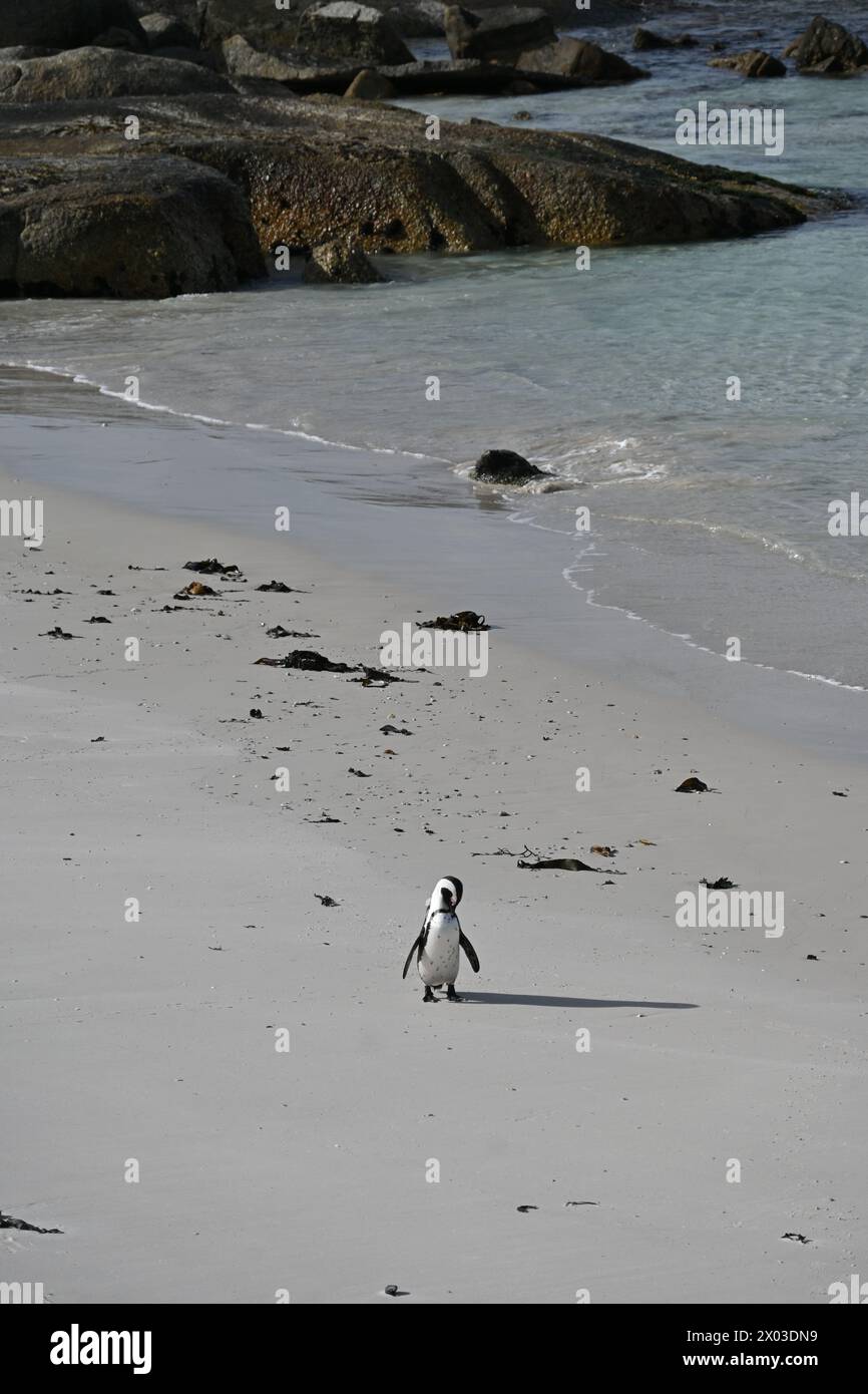 Closeup of an african penguin, also known as Cape penguin on Boulders ...