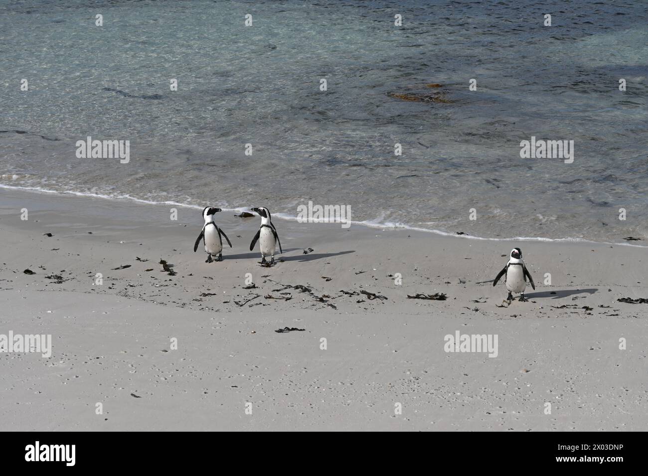 A group of african penguins, also known as Cape penguins on Boulders ...