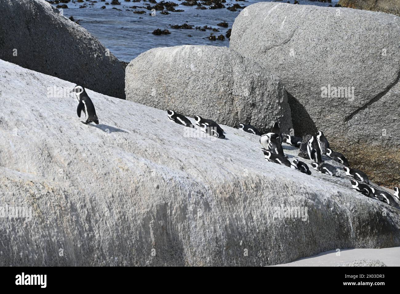 A group of african penguins, also known as Cape penguins on Boulders ...