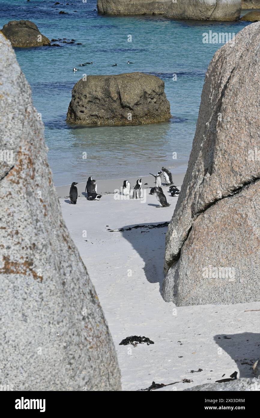 A group of african penguins, also known as Cape penguins on Boulders ...