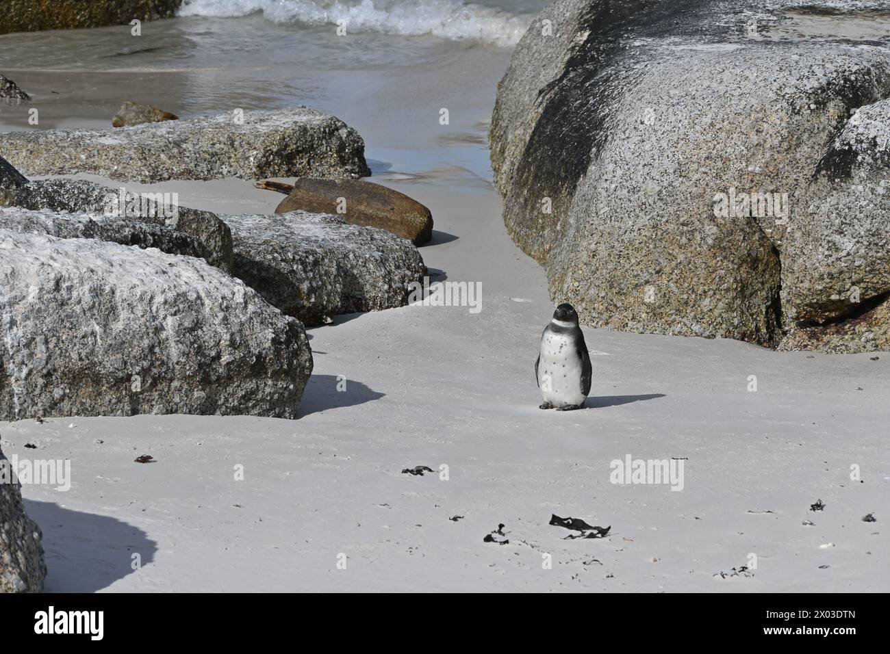 Closeup of an african penguin, also known as Cape penguin on Boulders ...