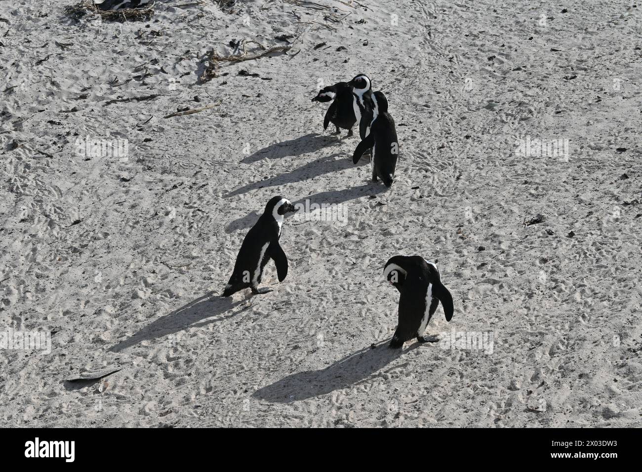 A group of african penguins, also known as Cape penguins on Boulders ...