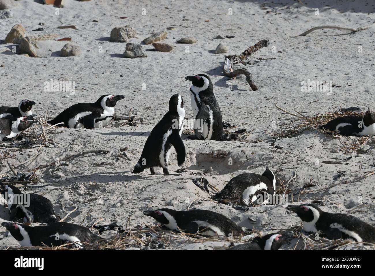 A group of african penguins, also known as Cape penguins on Boulders ...