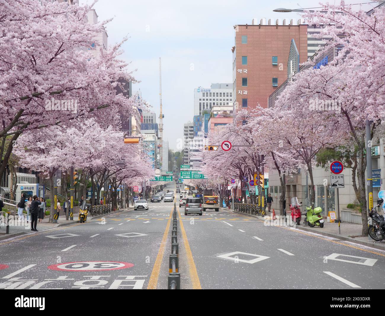 Cherry blossom tree along the street, Gangnam, South Korea Stock Photo ...