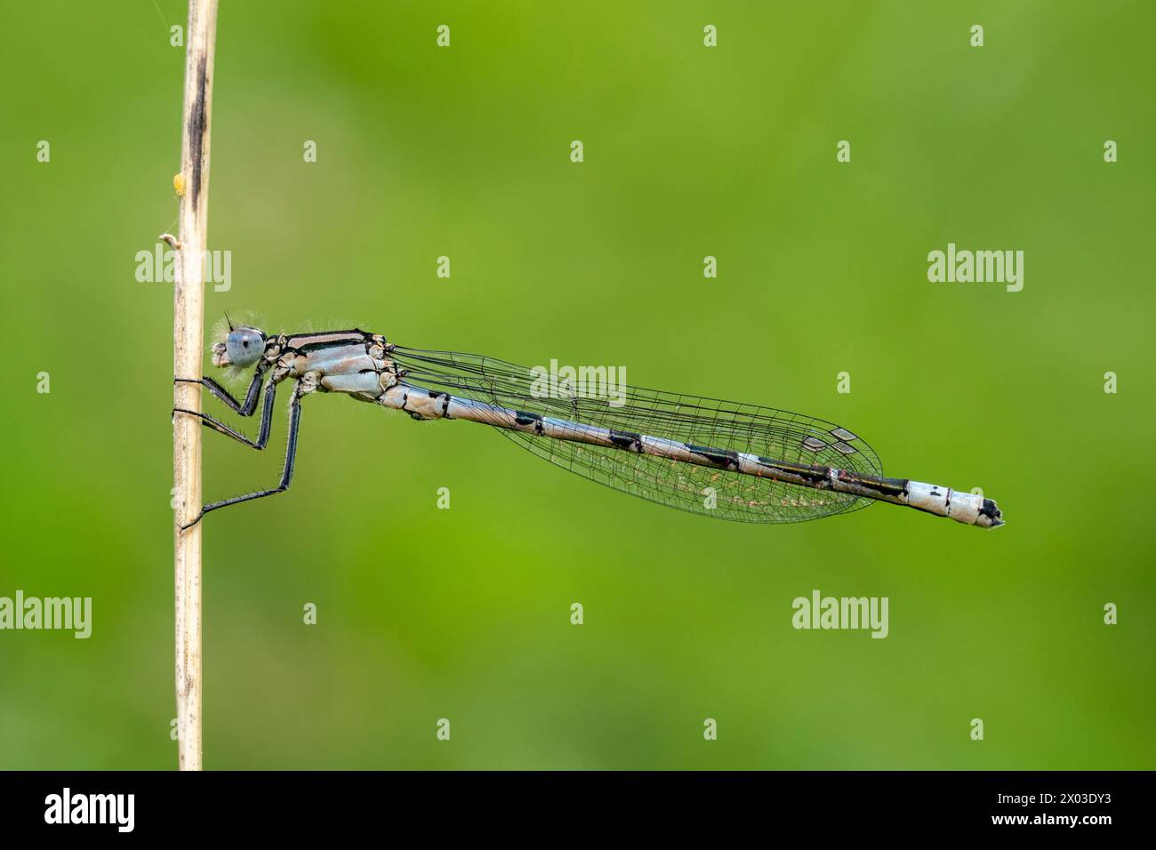 Common Blue Damselfly resting on a plant stem Stock Photo - Alamy