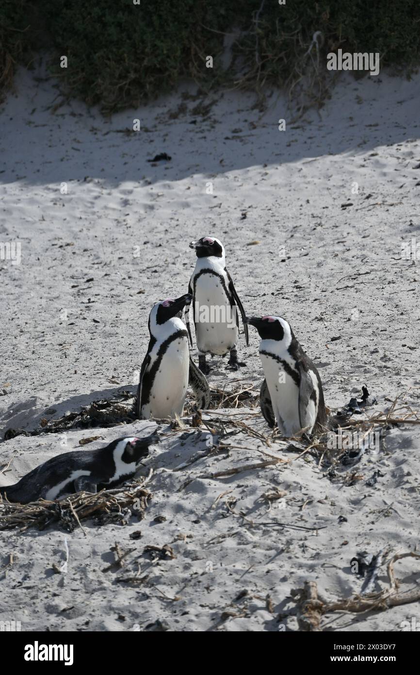 A group of african penguins, also known as Cape penguins on Boulders ...