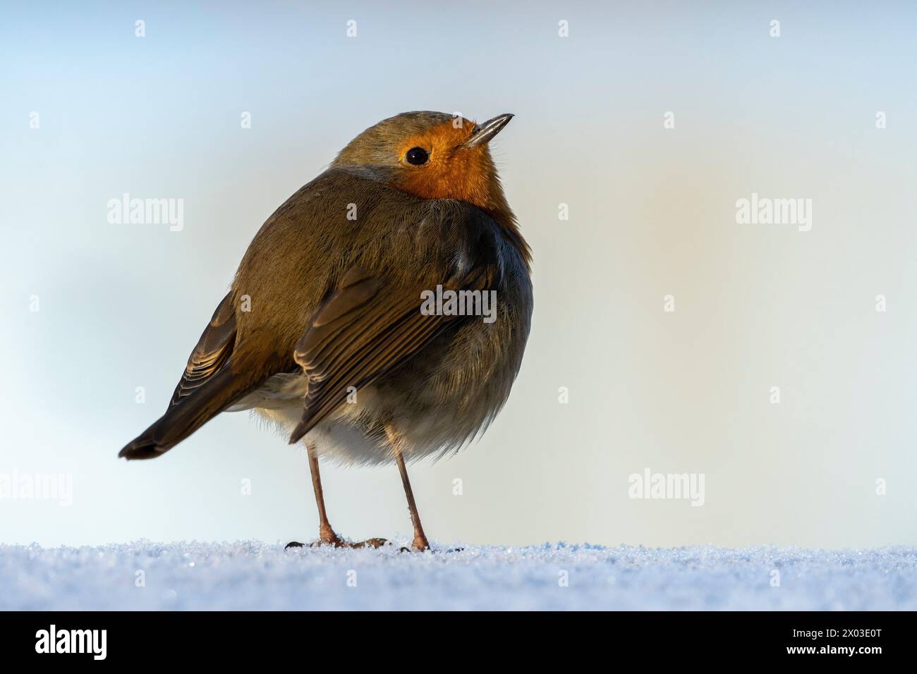 Robin frosty morning hi-res stock photography and images - Alamy