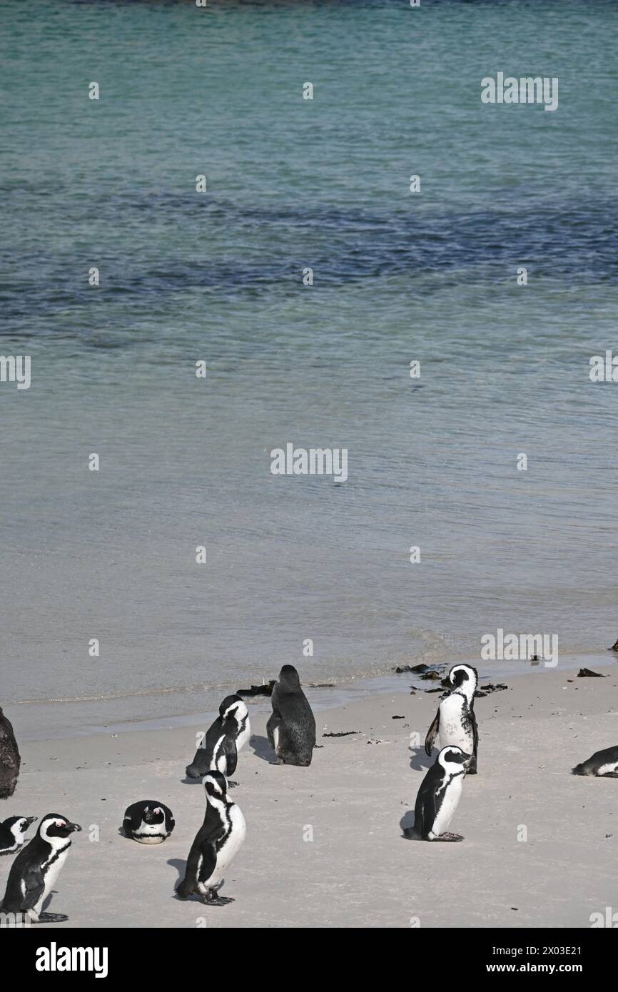 A group of african penguins, also known as Cape penguins on Boulders ...