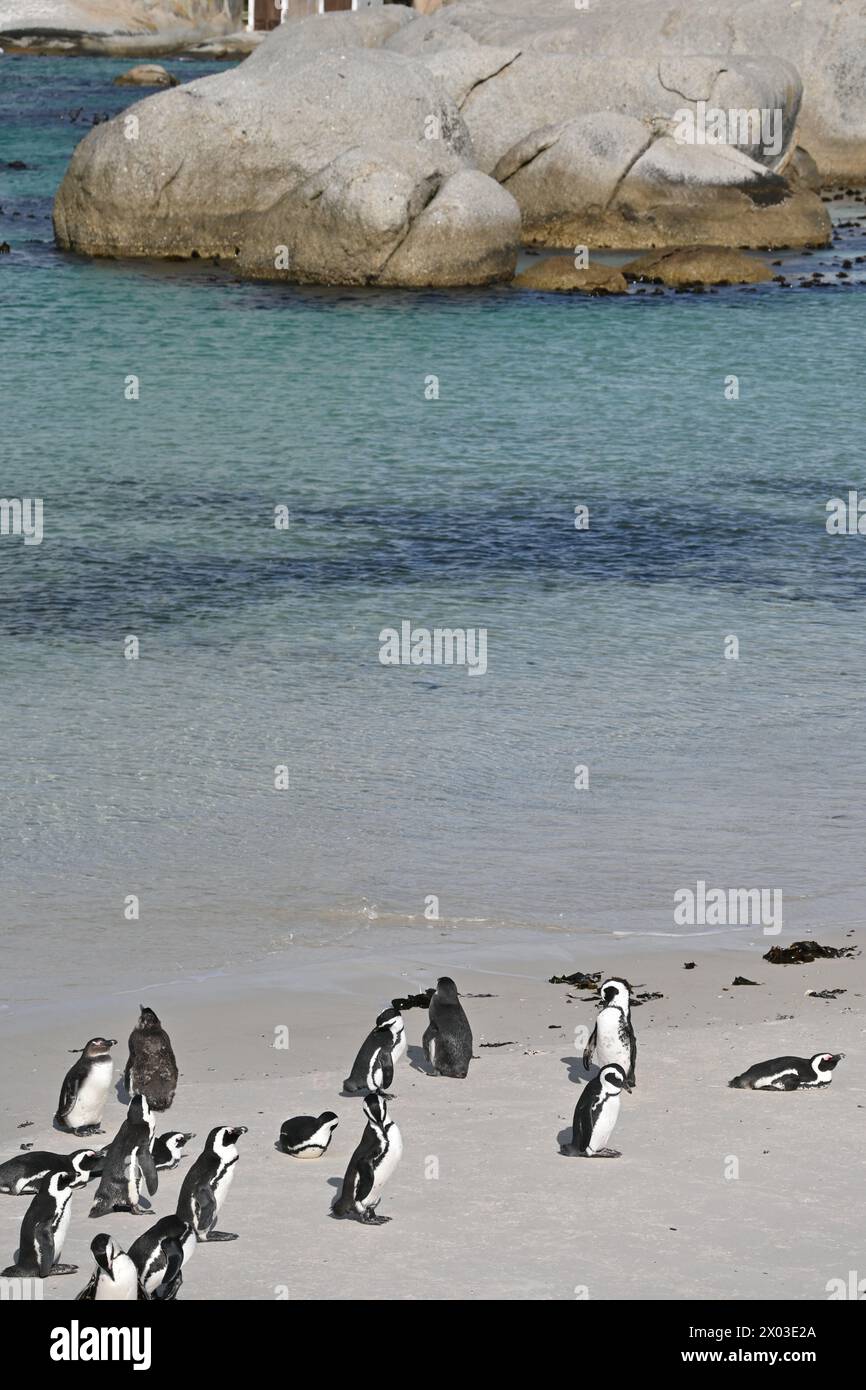 A group of african penguins, also known as Cape penguins on Boulders ...