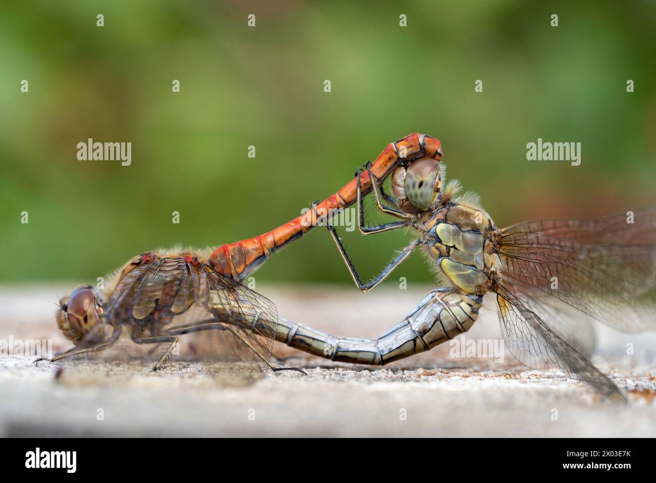 Pair of mating dragonflies hi-res stock photography and images - Alamy