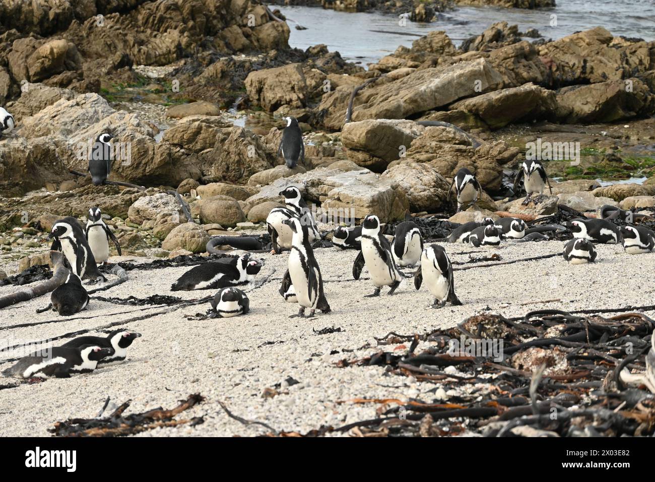 A group of african penguins, also known as Cape penguins on Betty's Bay ...