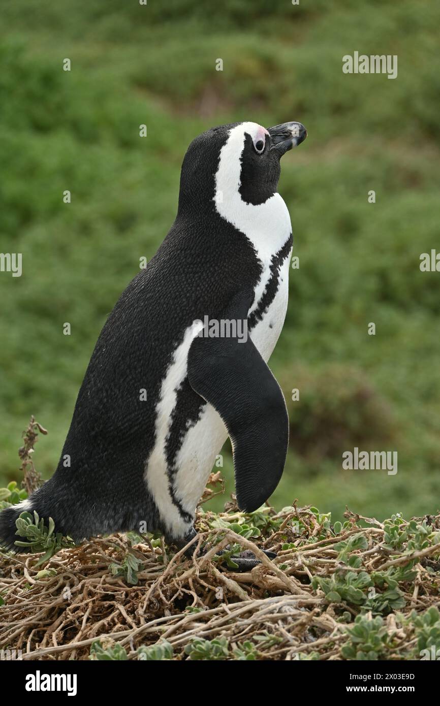 Closeup of an african penguin, also known as Cape penguin on Betty's ...