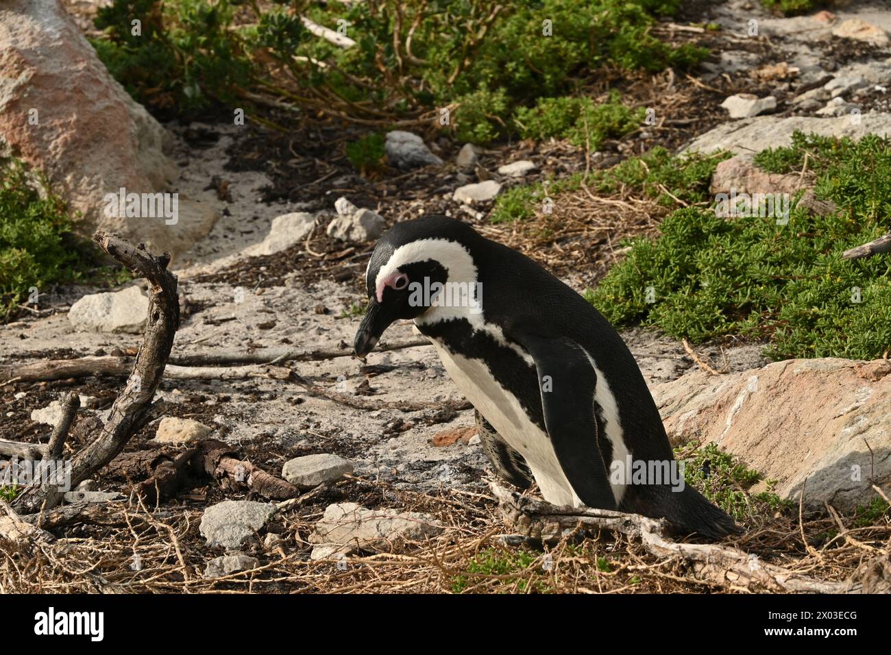 Closeup of an african penguin, also known as Cape penguin on Betty's ...