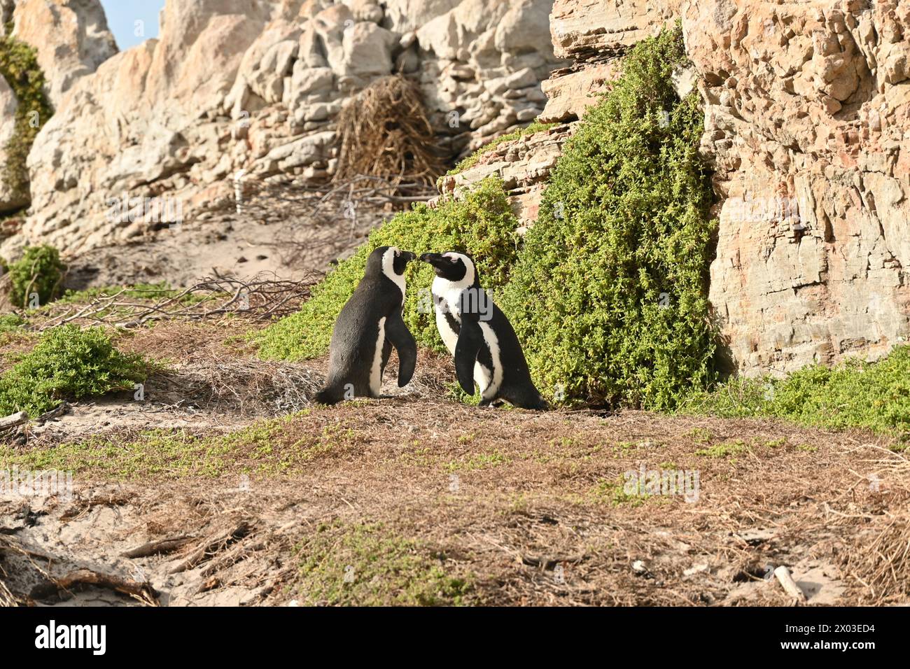 Closeup of two african penguins, also known as Cape penguins on Betty's ...
