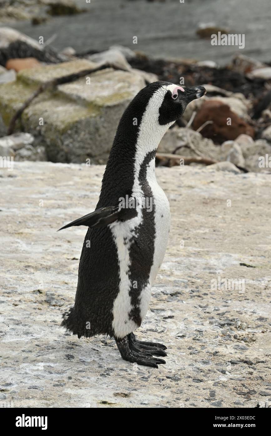 Closeup of an african penguin, also known as Cape penguin on Betty's ...