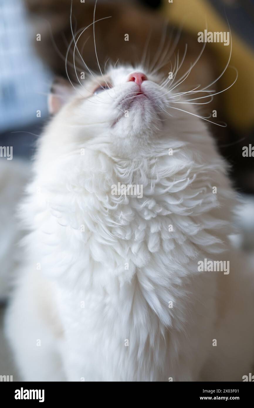 Cute, fluffy Ragdoll cat looking up, asking for attention. 5 months old ...
