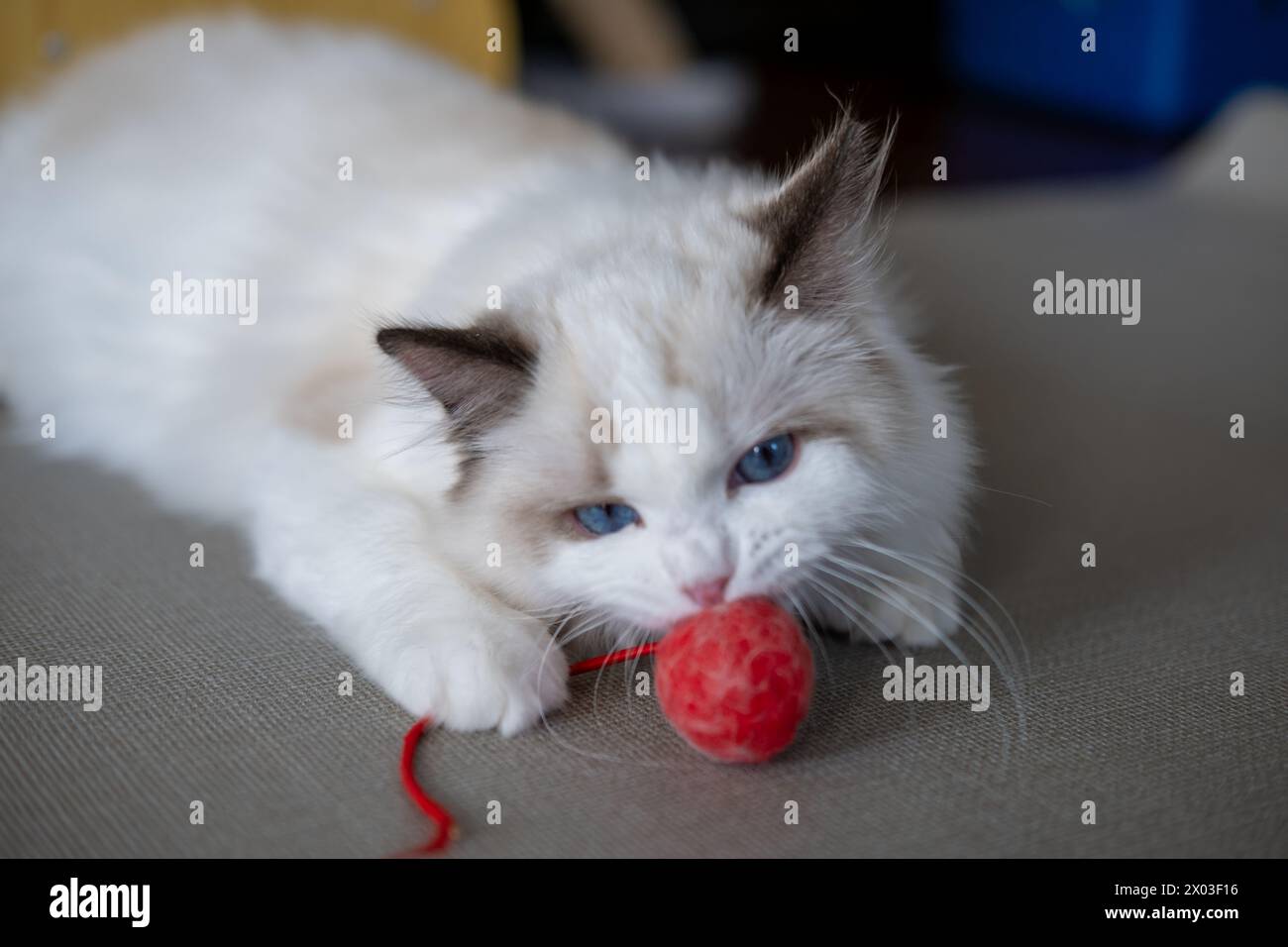 Cute Ragdoll cat, 4 months old, playing with red ball Stock Photo - Alamy